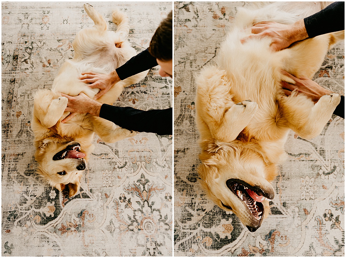 Lucy | Milwaukee Dog Photographer - Studio 29 Photography Blog